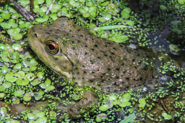 American bullfrog | Project Noah