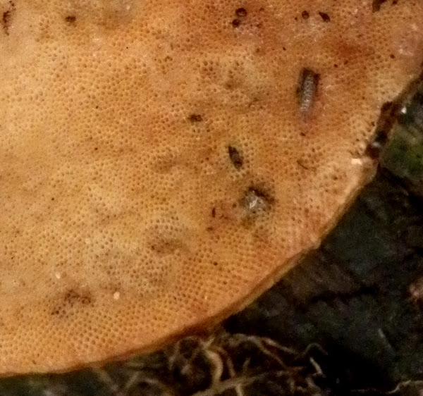 Fomes Bracket Fungus | Project Noah