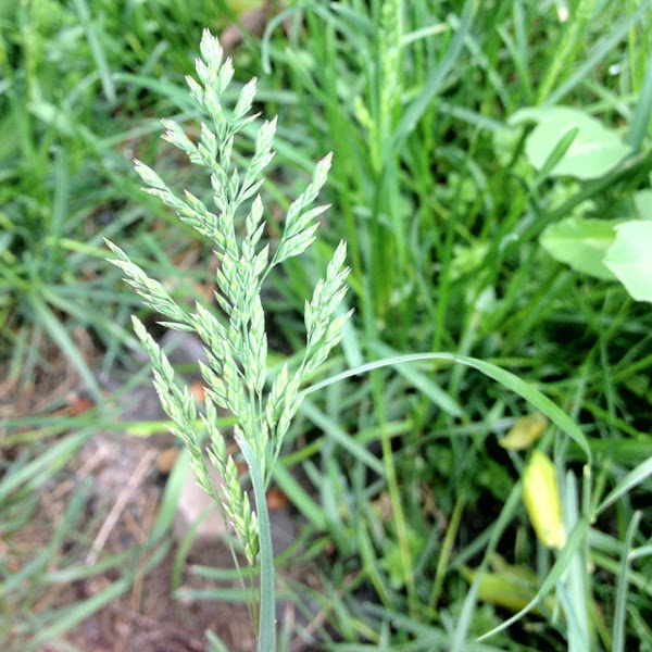 Kentucky Bluegrass | Project Noah