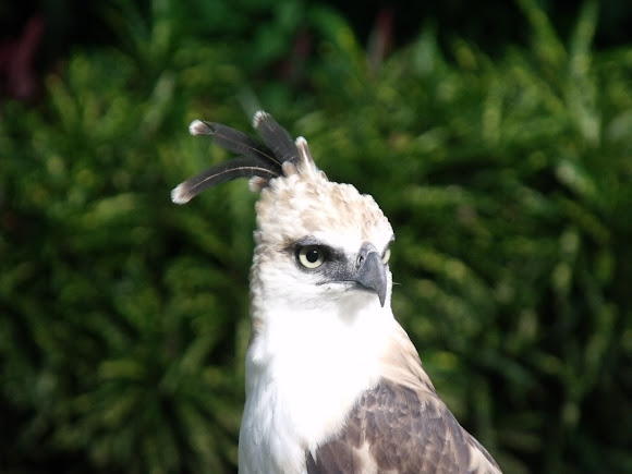 Crested Hawk Eagle | Project Noah