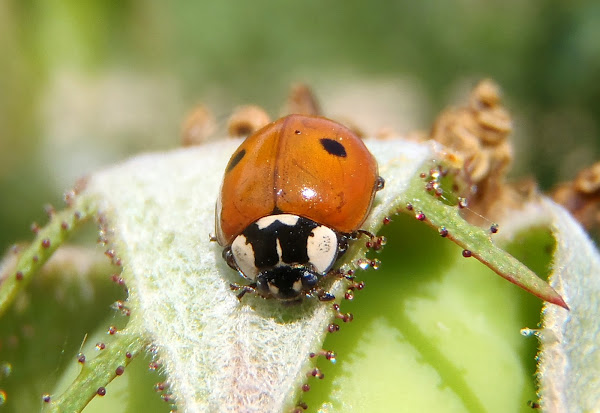 two-spot ladybird. Mariquita dos puntos | Project Noah