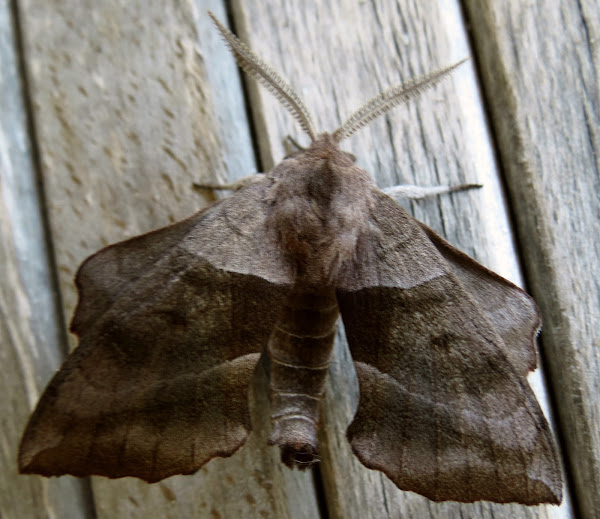 Walnut sphinx moth | Project Noah