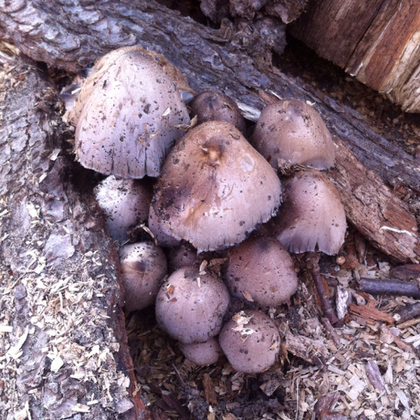 Inkcap mushroom | Project Noah