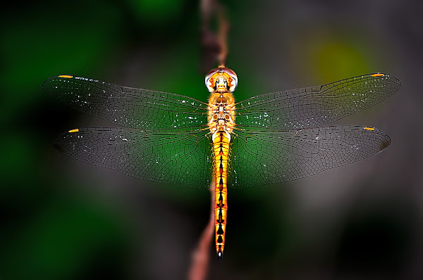 Dragonfly | Project Noah