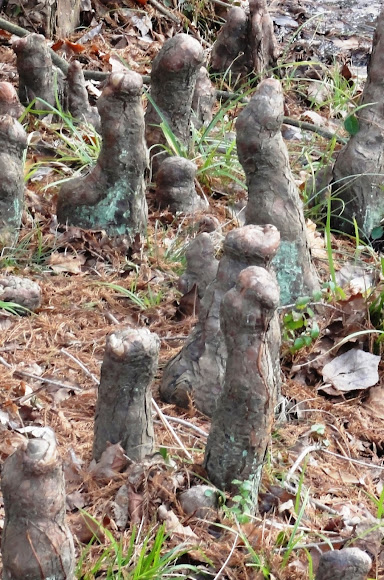 Cypress Knees | Project Noah