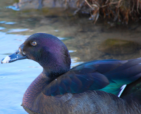 Mulard (Male) | Project Noah