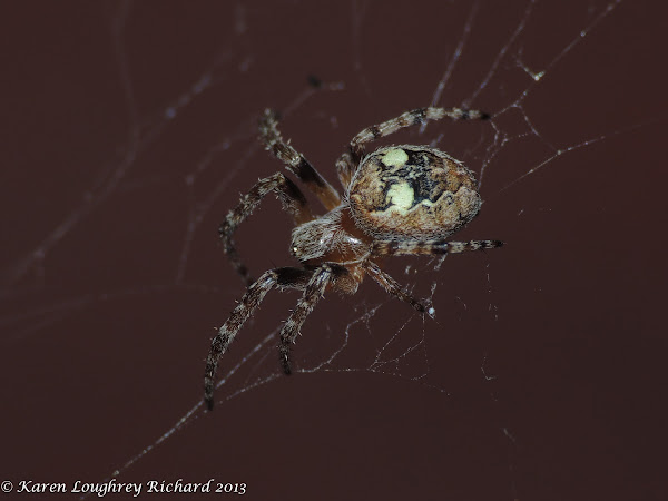 Furrow orbweaver | Project Noah