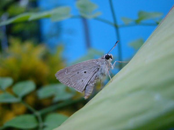 Dart Butterfly | Project Noah