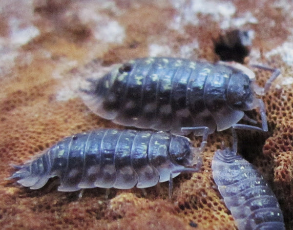 woodlouse | Project Noah