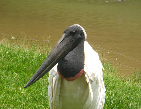 Tuiuiú | Project Noah