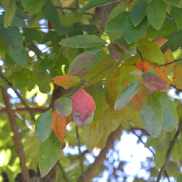 Sassafras | Project Noah