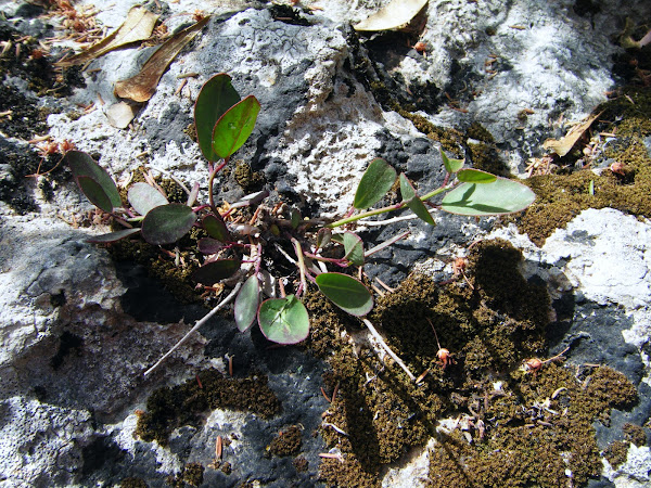 Spineless Caper | Project Noah