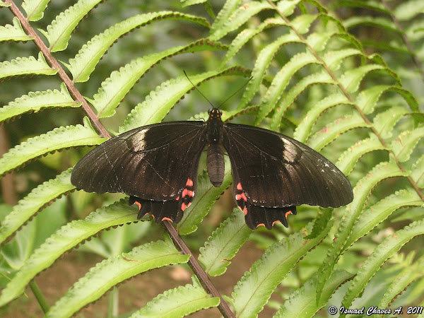 Ruby-spotted Swallowtail | Project Noah