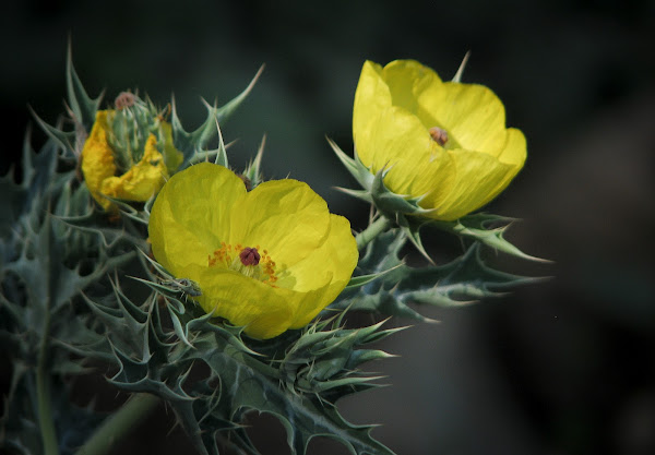 Argemone mexicana | Project Noah