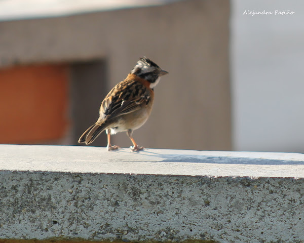 Copetón común / Rufous-collared sparrow | Project Noah