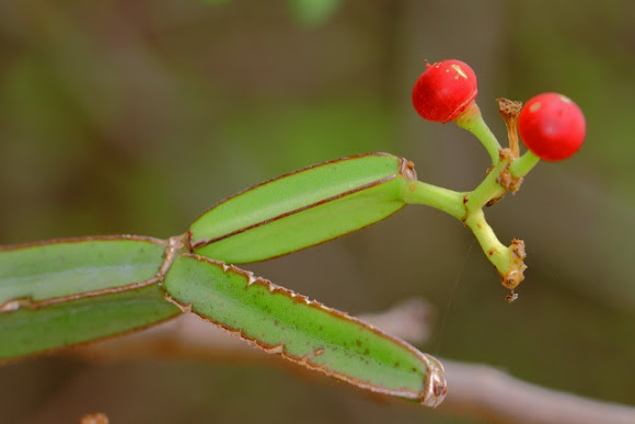 Heerassa | Project Noah