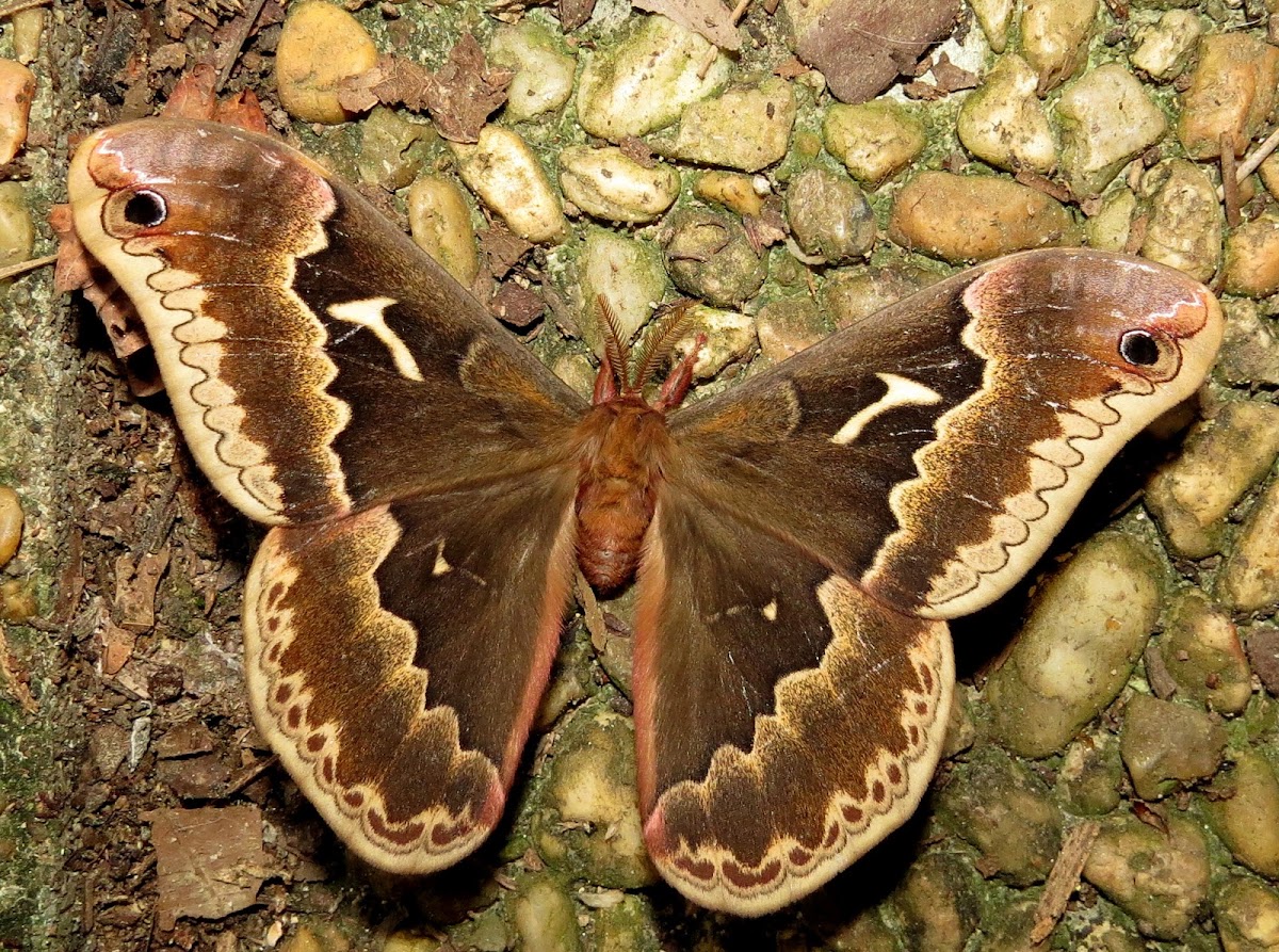 Promethea Moth | Project Noah