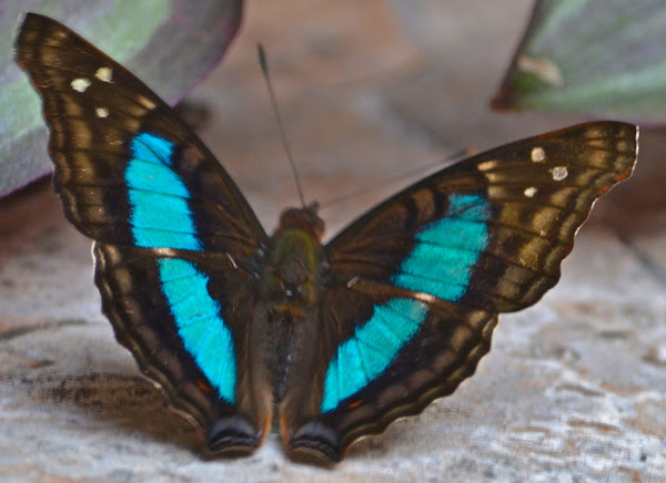 Turquoise Emperor Butterfly | Project Noah