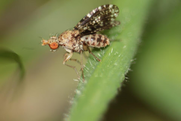 Marshfly | Project Noah