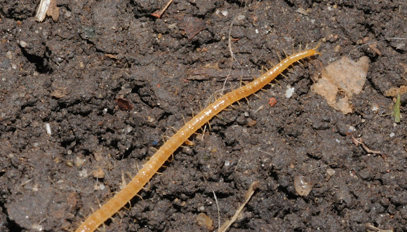 Soil centipede | Project Noah