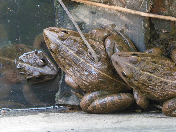 Indian Bullfrog | Project Noah