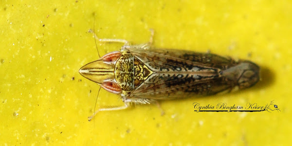 Leafhopper | Project Noah