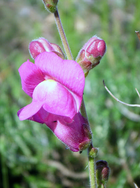 Greater Snapdragon | Project Noah