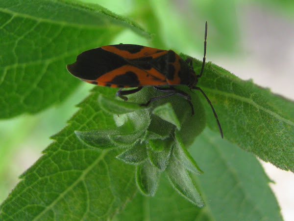 False Milkweed Bug | Project Noah