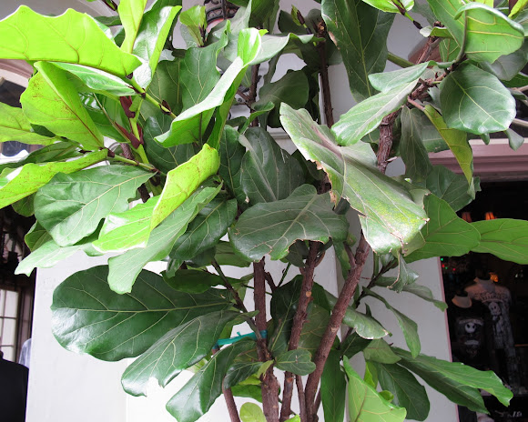 Fiddle-leaf Fig | Project Noah