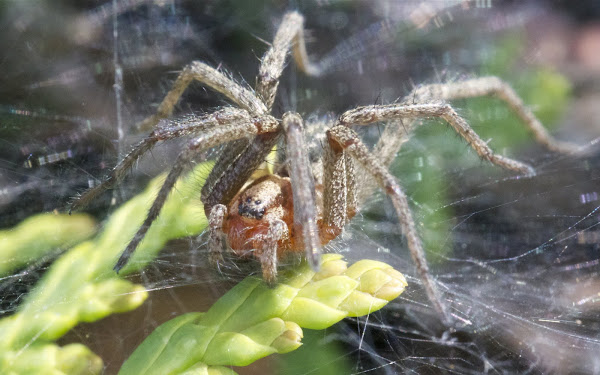 Agelena labyrinthica (Labyrinthspinne) | Project Noah