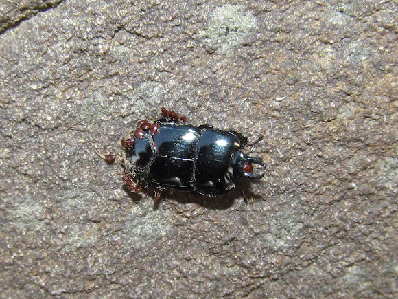 Clown Beetle | Project Noah