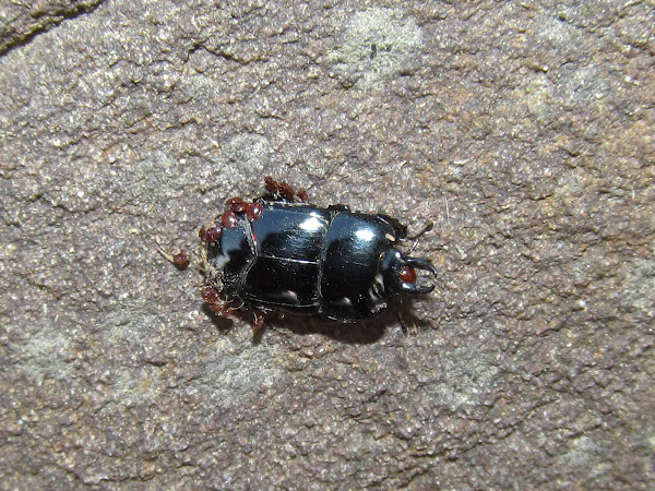 Clown Beetle | Project Noah