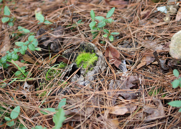 Wind-blown moss, fork moss | Project Noah