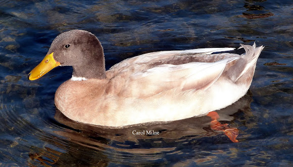 Saxony Duck (male) | Project Noah