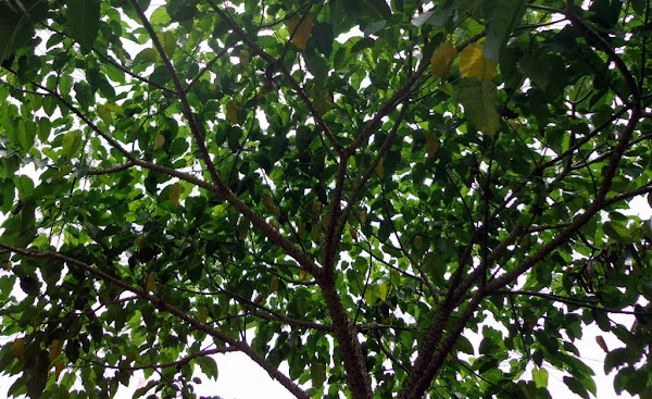 Tree of thorns | Project Noah