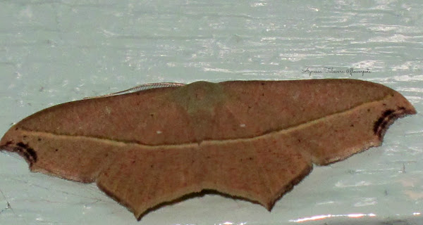 Cross-line Wave Moth | Project Noah