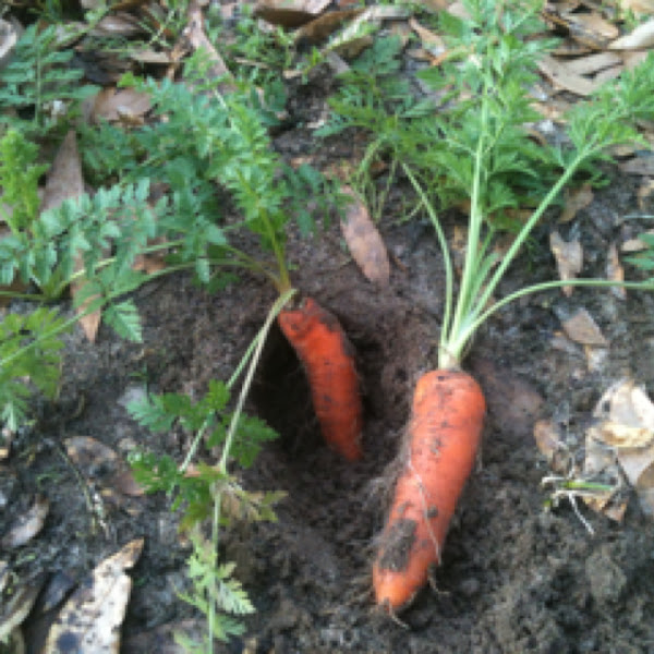 Carrot | Project Noah