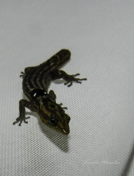 Puerto Rico Upland Gecko | Project Noah