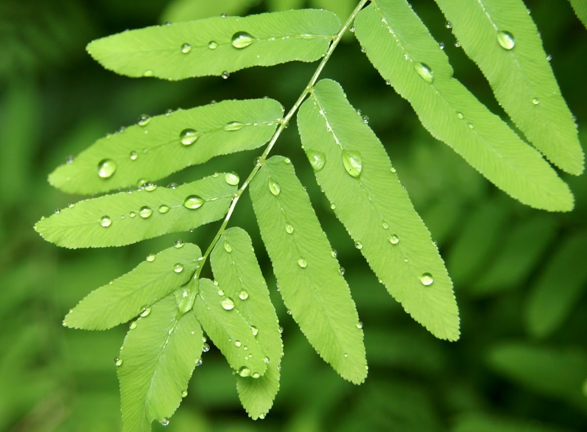 Royal Fern | Project Noah