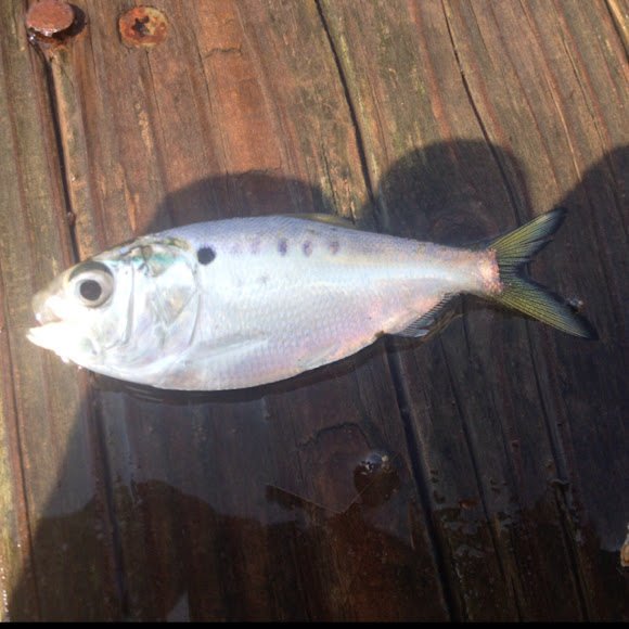 Atlantic menhaden | Project Noah