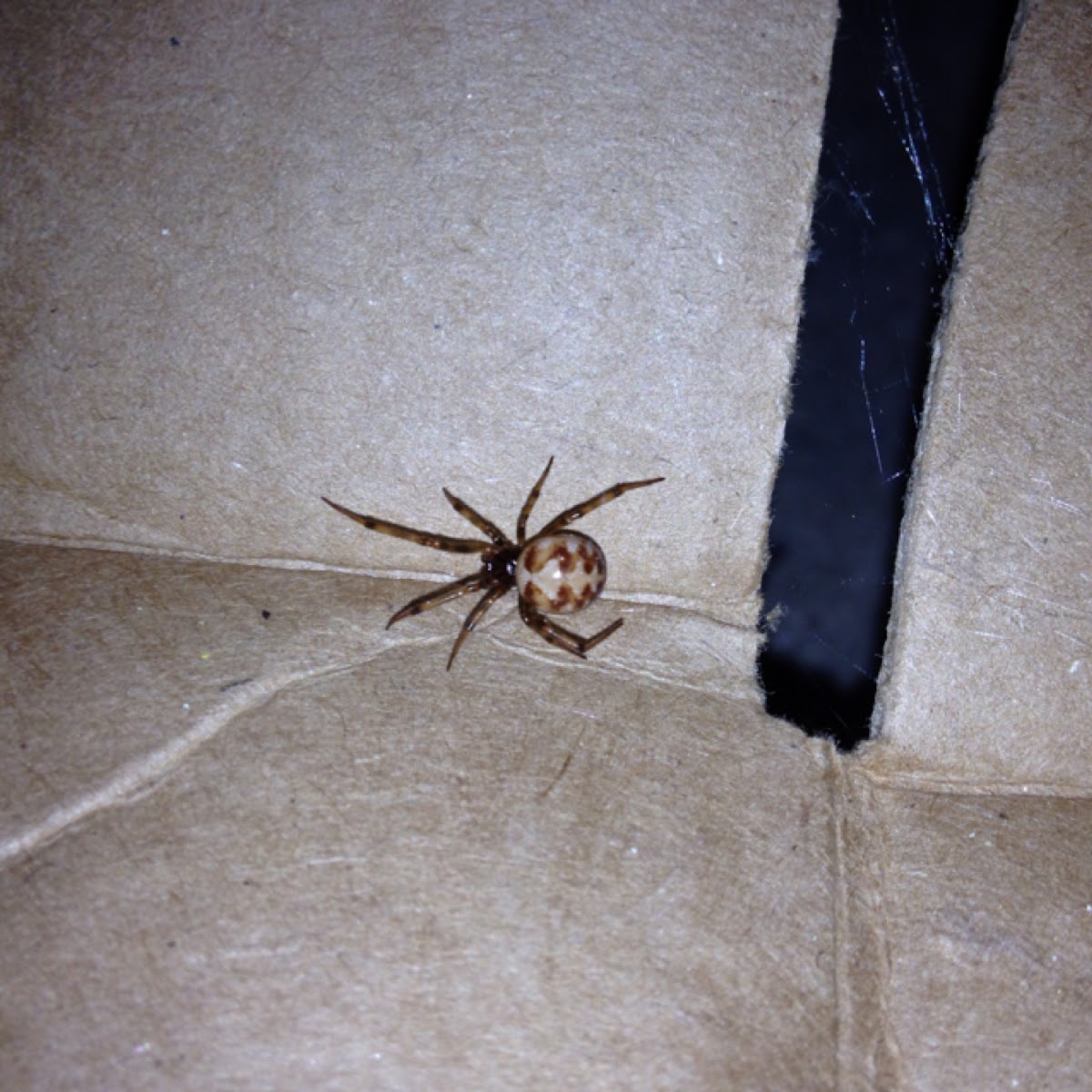 Triangulate cobweb spider | Project Noah