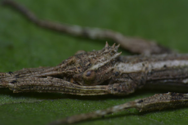 Spiny Stick Insect - Nymph | Project Noah