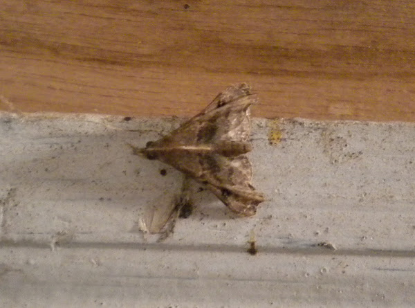 Faint-Spotted Palthis | Project Noah