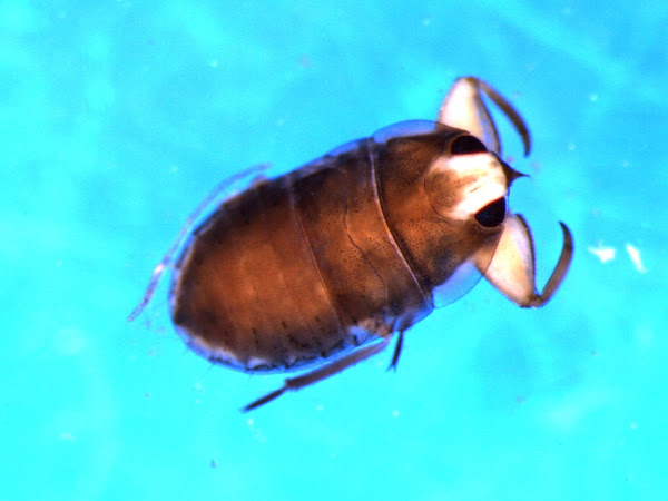 Creeping Water Bug | Project Noah