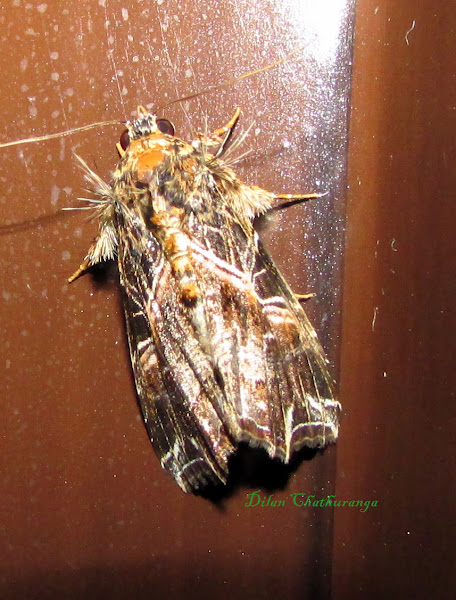 Noctuid moth | Project Noah