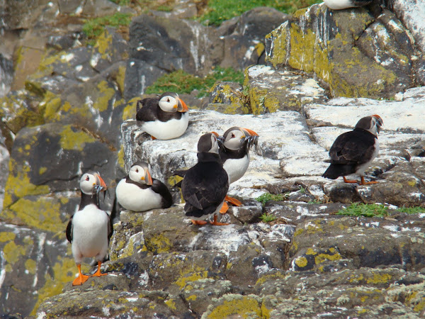 Puffin | Project Noah