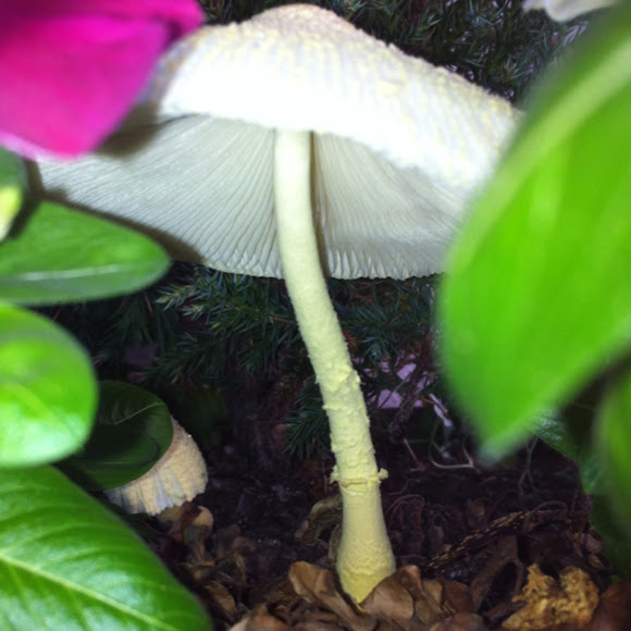 Flowerpot parasol and also plantpot dapperling | Project Noah