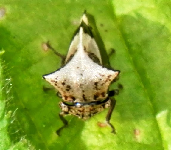 Two-horned Treehopper | Project Noah