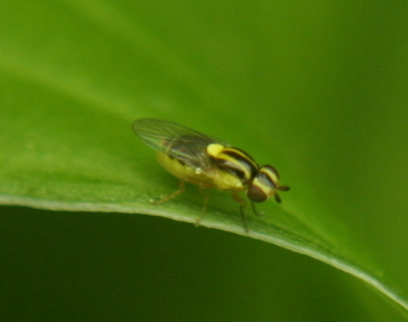 Grass Fly | Project Noah