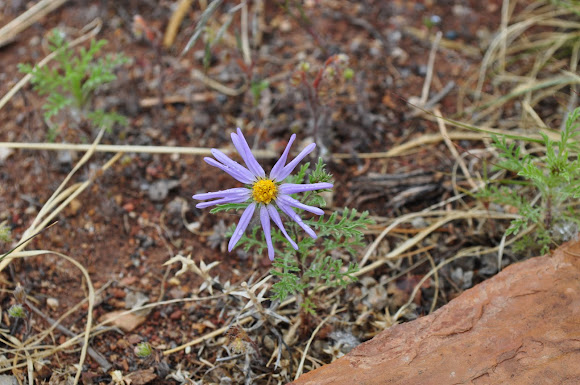 Utah Daisy | Project Noah